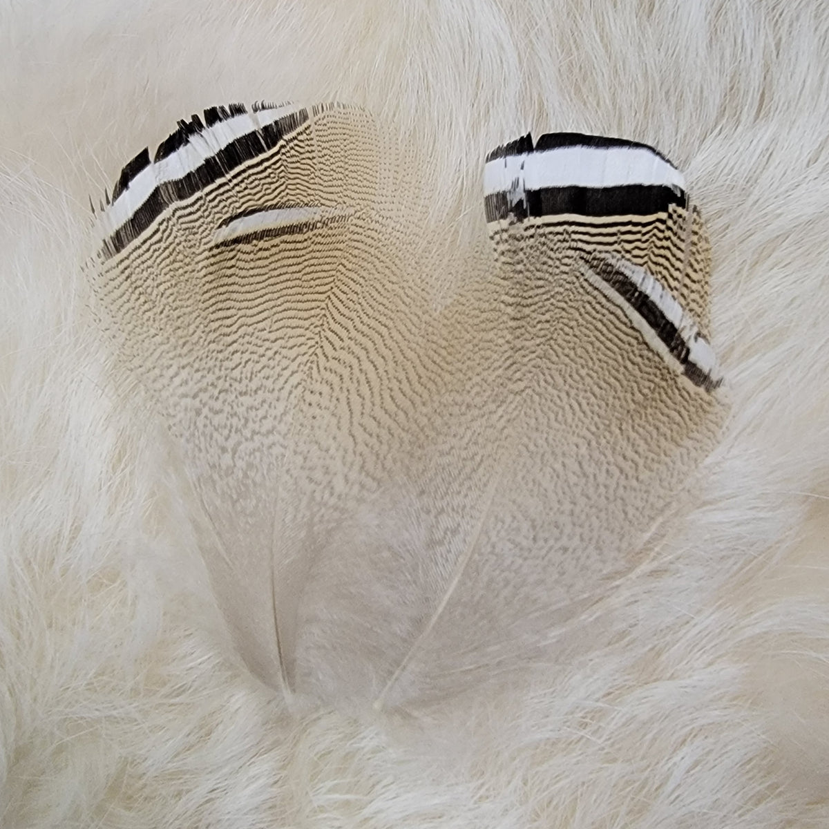 Wood Duck Black & White Flank – Hunted Treasures